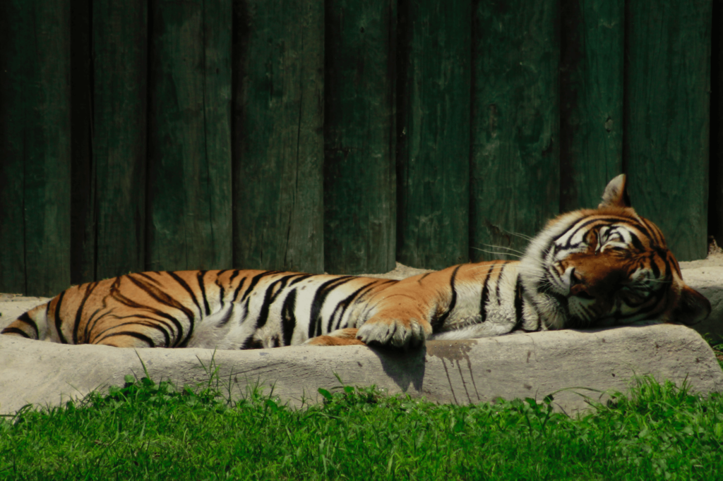 How Much Sleep do Animals Need? | ZLEEPY®